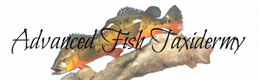 Bevs Fish Creations | Fish Replicas