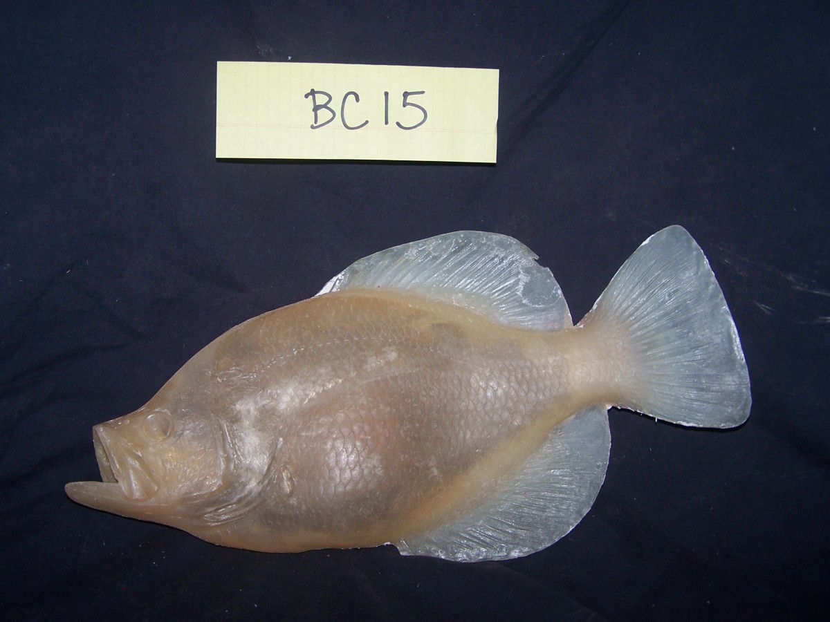 Pricelist | Bevs Fish Creations