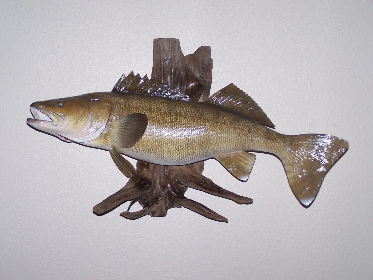 | Bevs Fish Creations