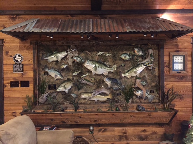Bevs Fish Creations | Fish Replicas